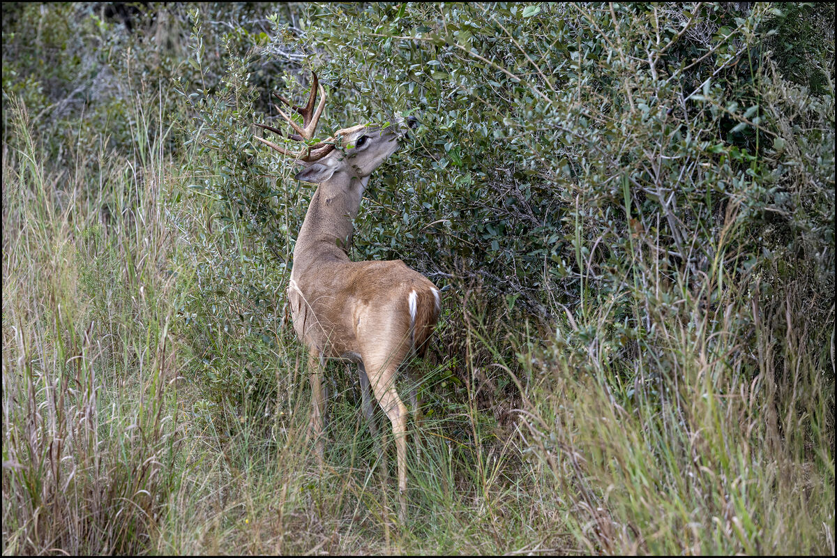 Whitetail Deer: These were taken a couple of weeks ago in the leisurely ...