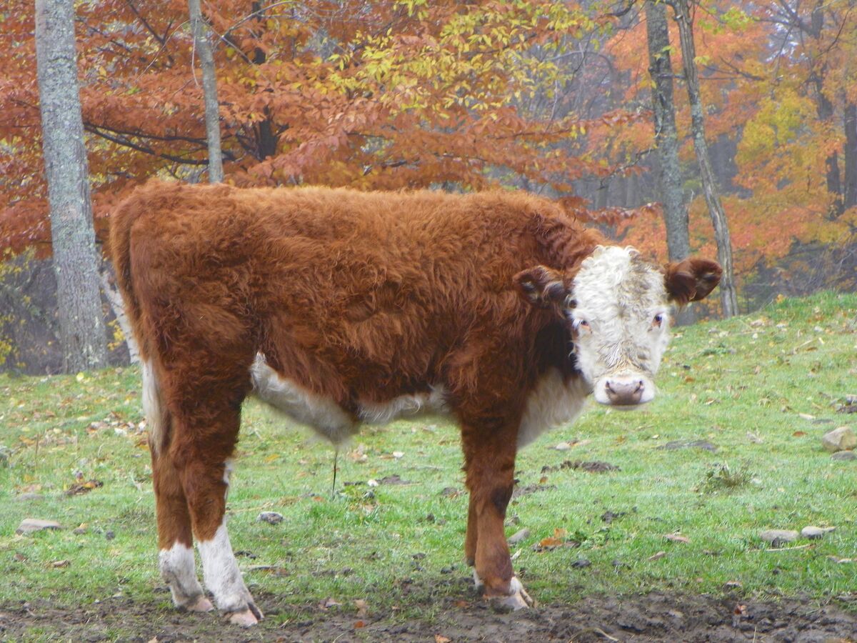 How Now Brown Cow: A few shots from an autumn trip to Vermont taken ...