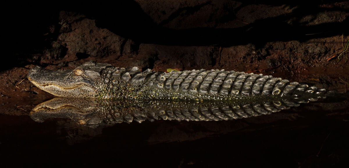 Gators - II: So far as I could determine the hurricane pass-by did not ...