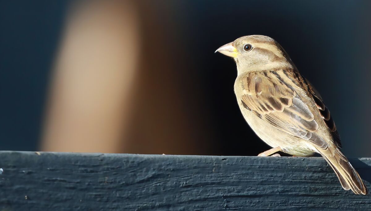 Just one of my deck sparrows: This has become one of my favorite areas ...