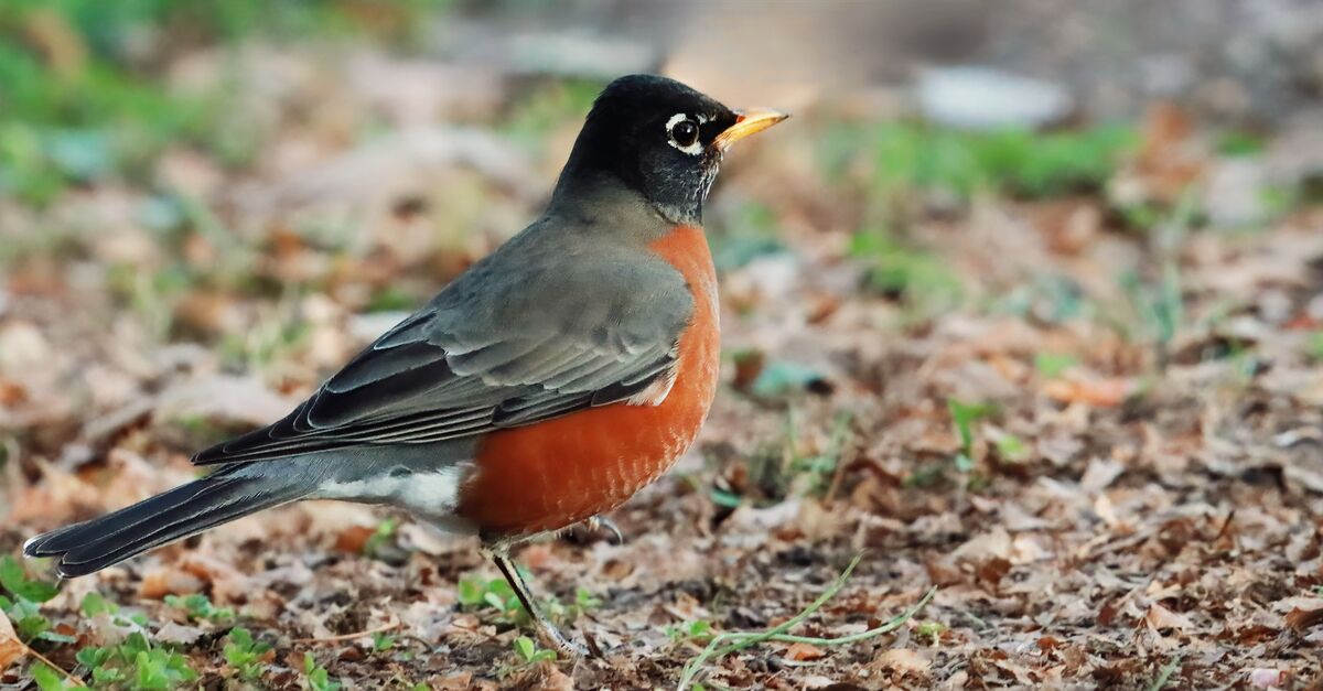 Just a pretty Robin: As the season is changing not seeing the Robins as ...