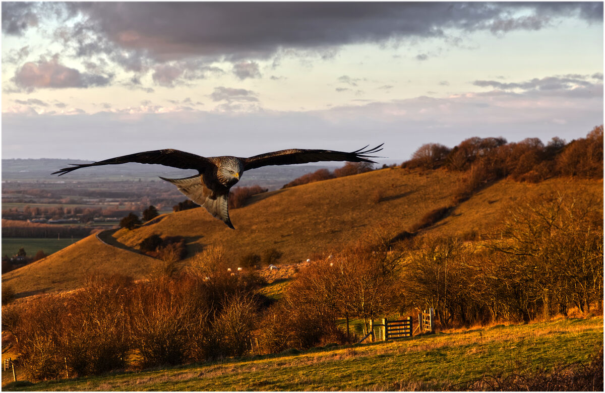 Aston Rowant N.R. + Red Kite: Yesterday I managed to snap a Red Kite ...