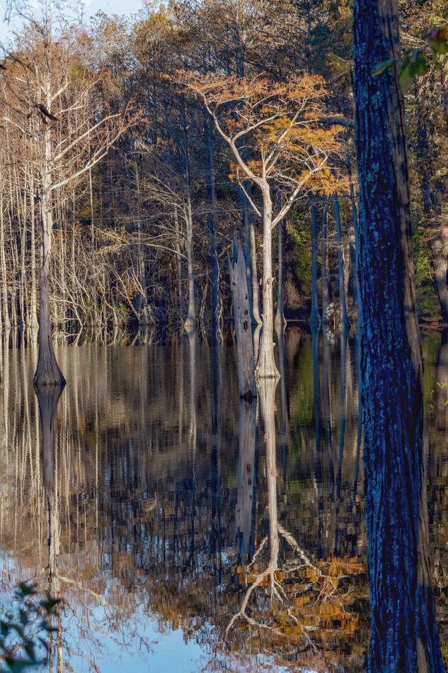 George L. Smith State Park Closed To The Public: This past Saturday I ...