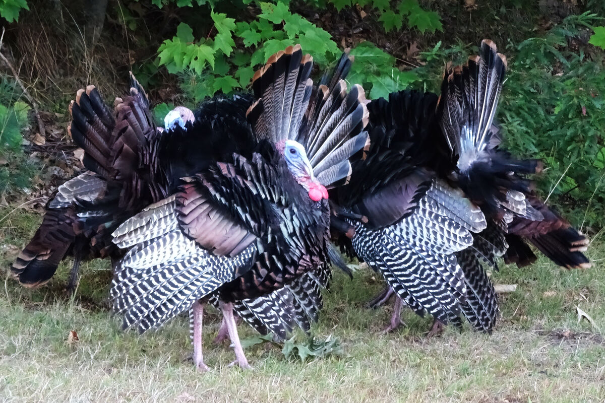 Oh those male turkeys: As is my tradition I will be posting Turkeys ...