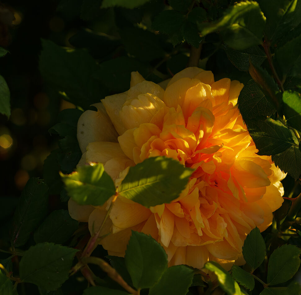 Flowers for Thanksgiving: This set contains photos from our backyard ...