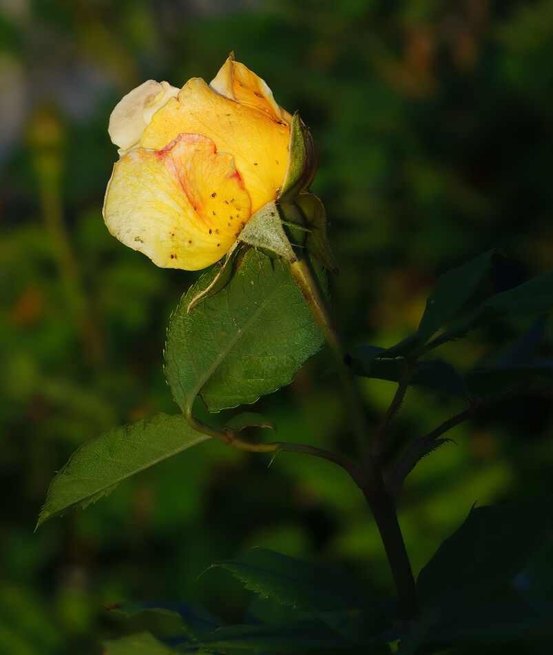 Flowers for Thanksgiving: This set contains photos from our backyard ...