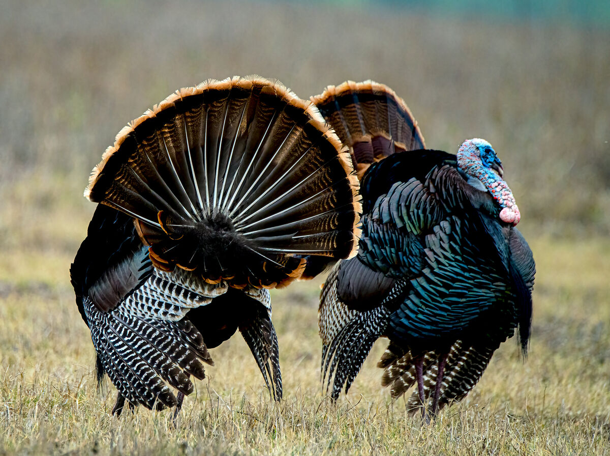 Heads or Tails: Either way, have a great Thanksgiving Holiday. Bubba...