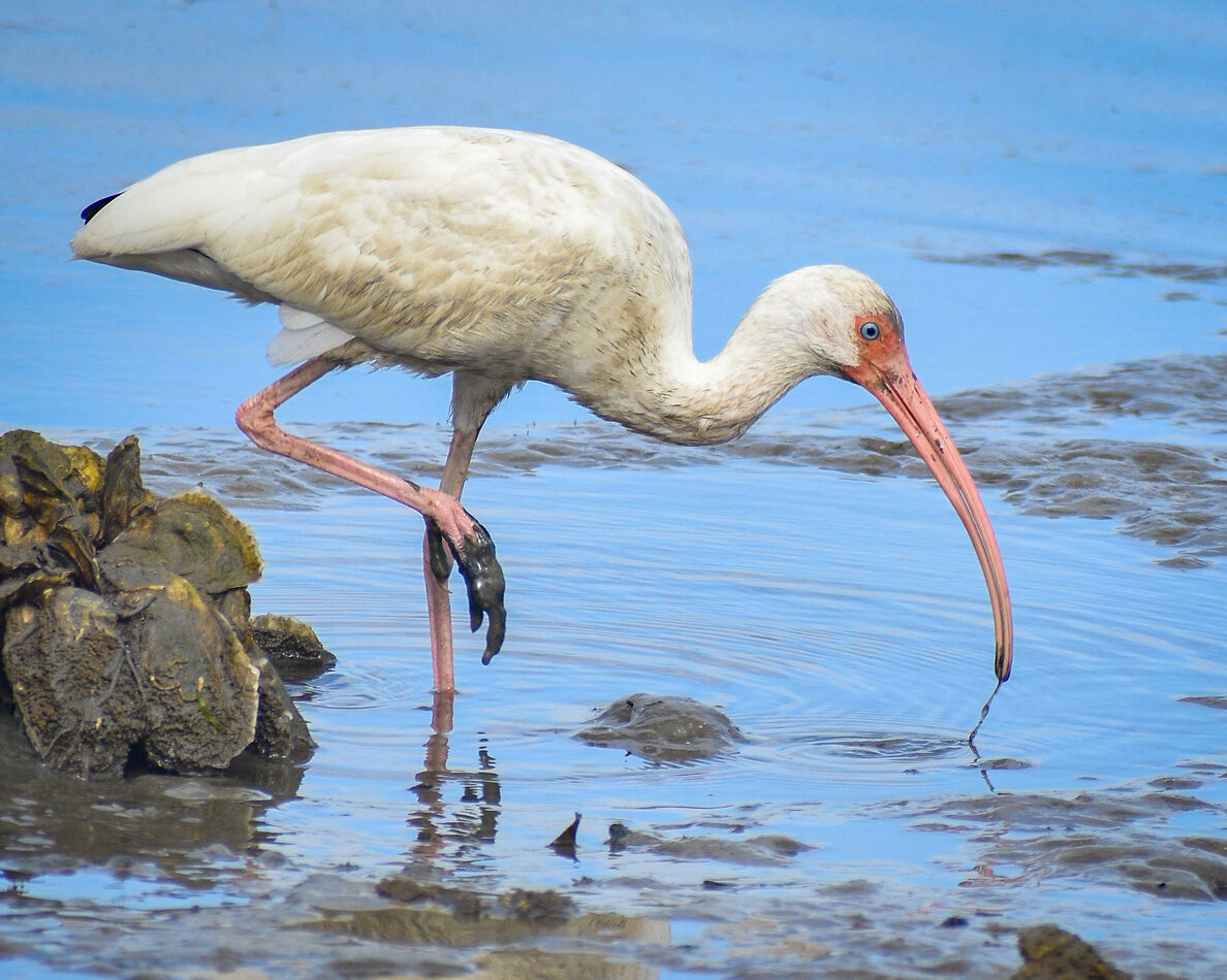 Call Jim Rowe!!!... Ibis doing a Dirty Job! He's a muddy mess... But an ...