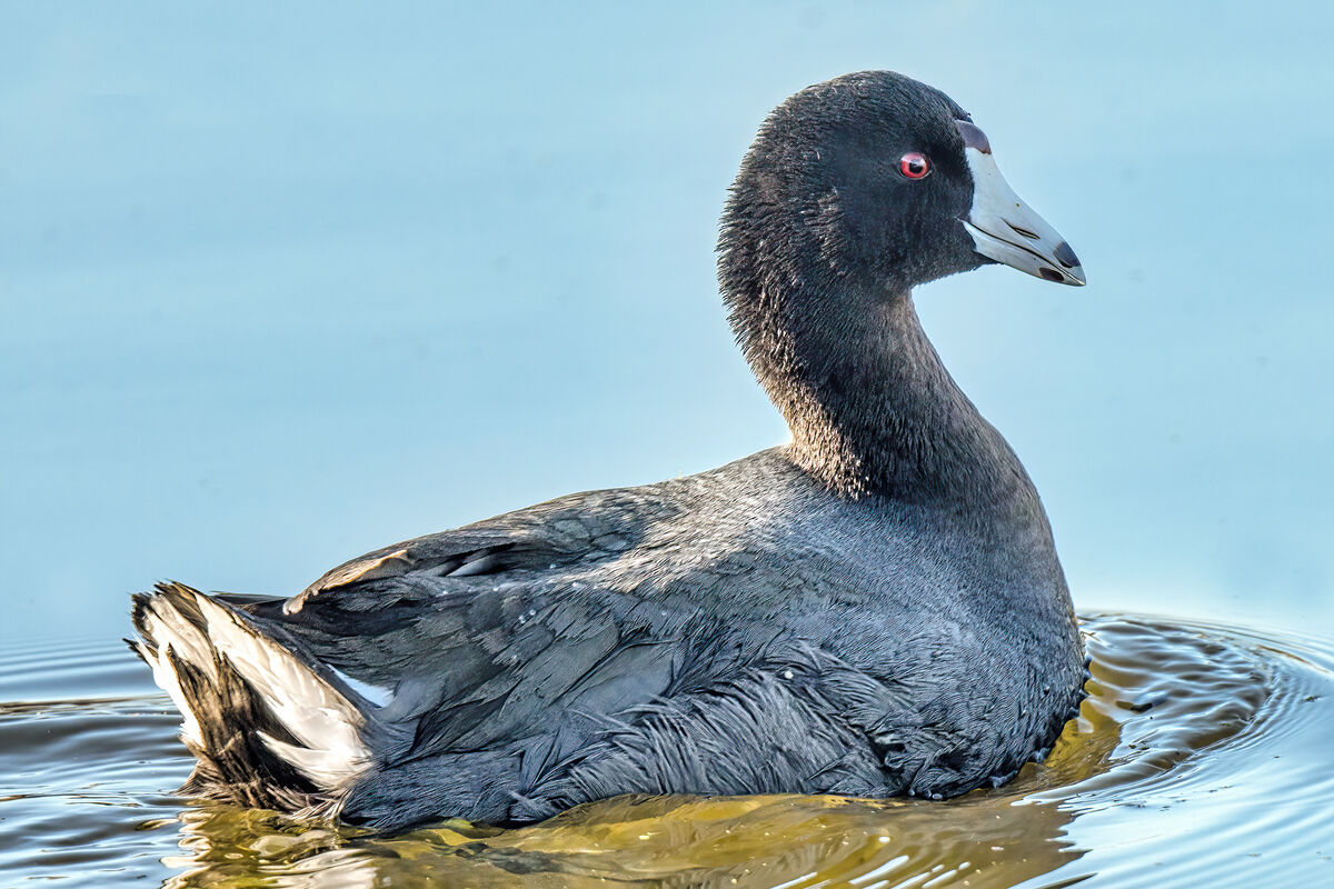 American Coot: Getting this shot was an old American coot taking a ...