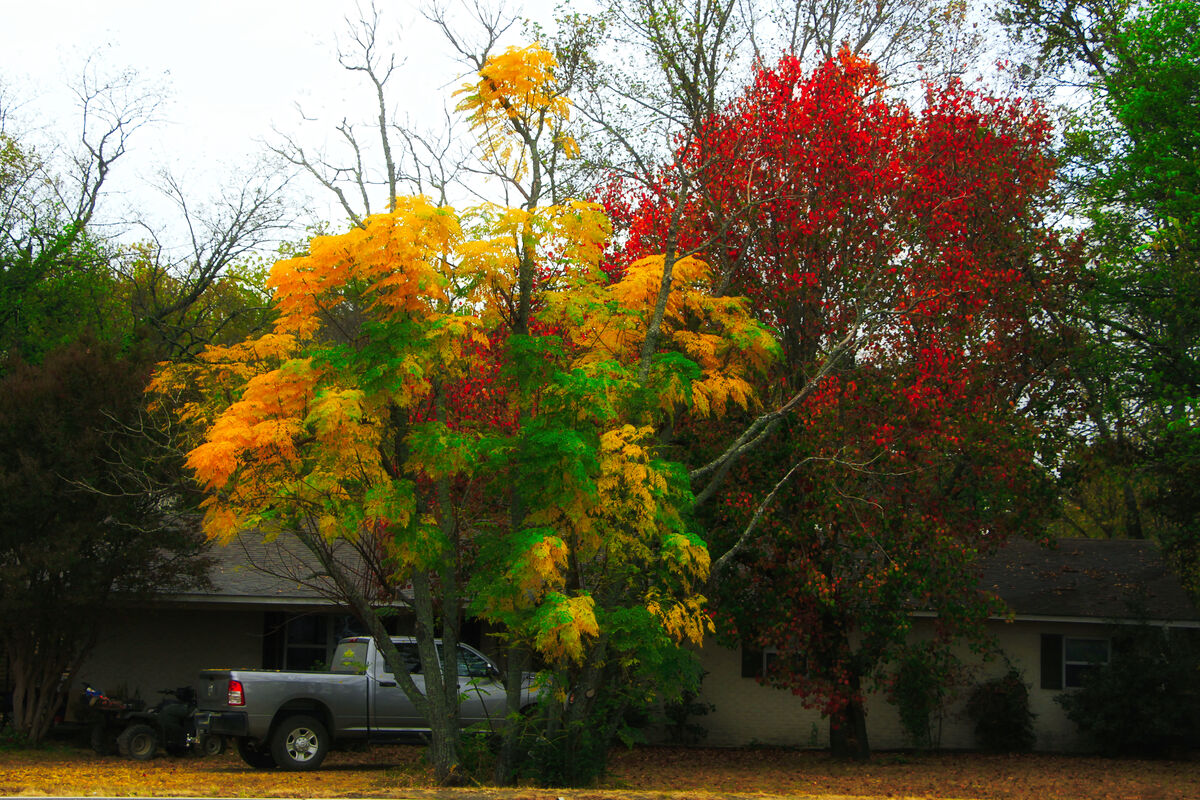 Challenge: "Fall 2024" Nov. 4 - 9 2024: Time to show off your Fall ...