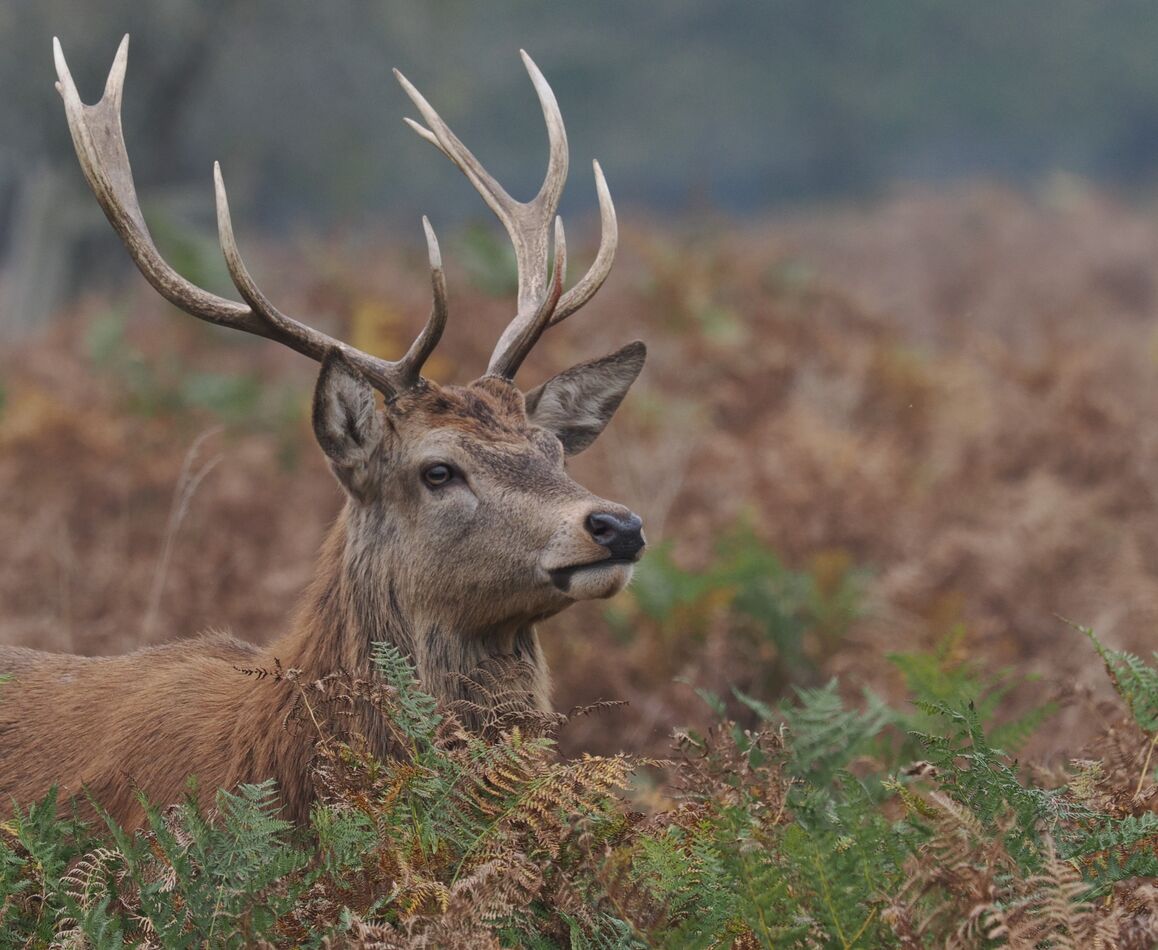 A few head and shoulders of Deer: Was back at Bushy Park yesterday ...