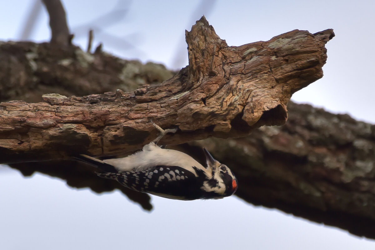 Hartshorne Park: Taken at the Claypit Creek section in the last week ...