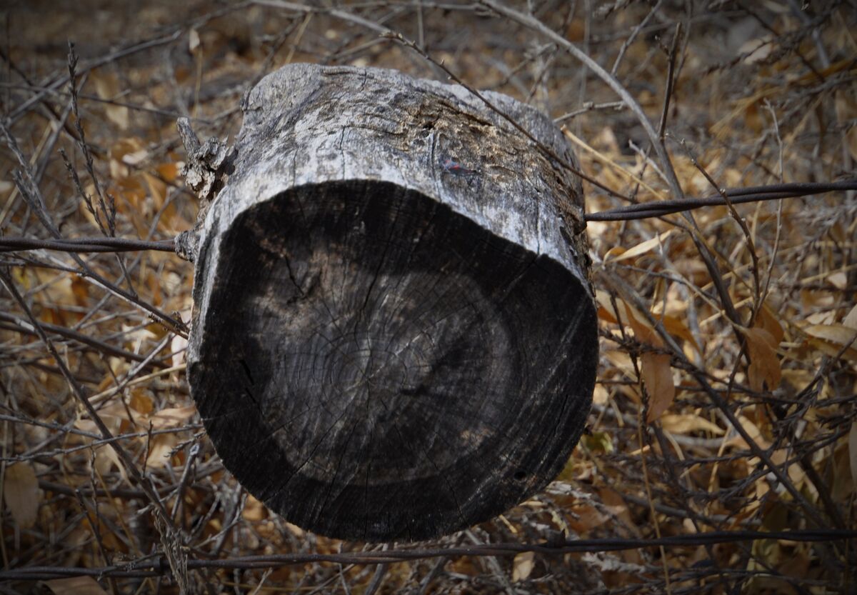 Wired Stump: Tree grew around the wire...curious.