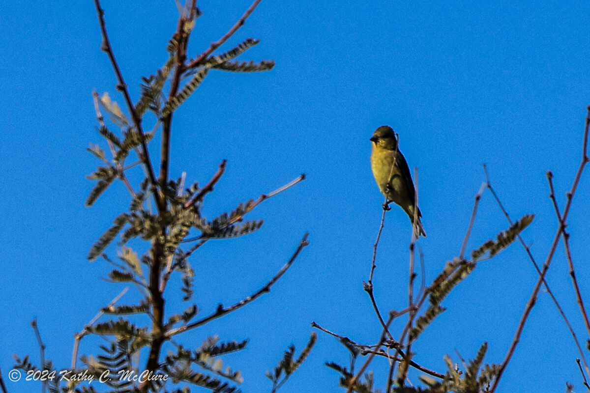 Some BS: It was such a nice day, I couldn't stand to just sit indoors ...