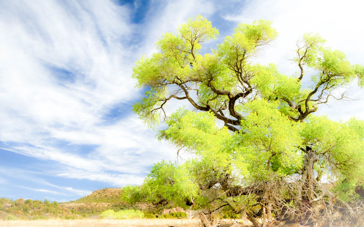Tribute to a fallen tree: I have been photographing this iconic ...