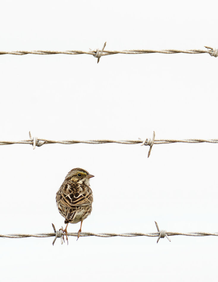 "How can I catch the sparrow?": Dear Administration, I am reposting ...