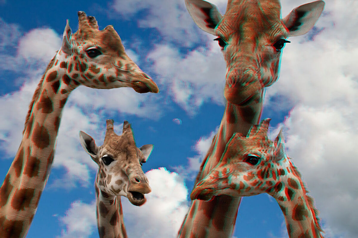 3D - Giraffes: Anaglyphic glasses are required to view it in 3D ...