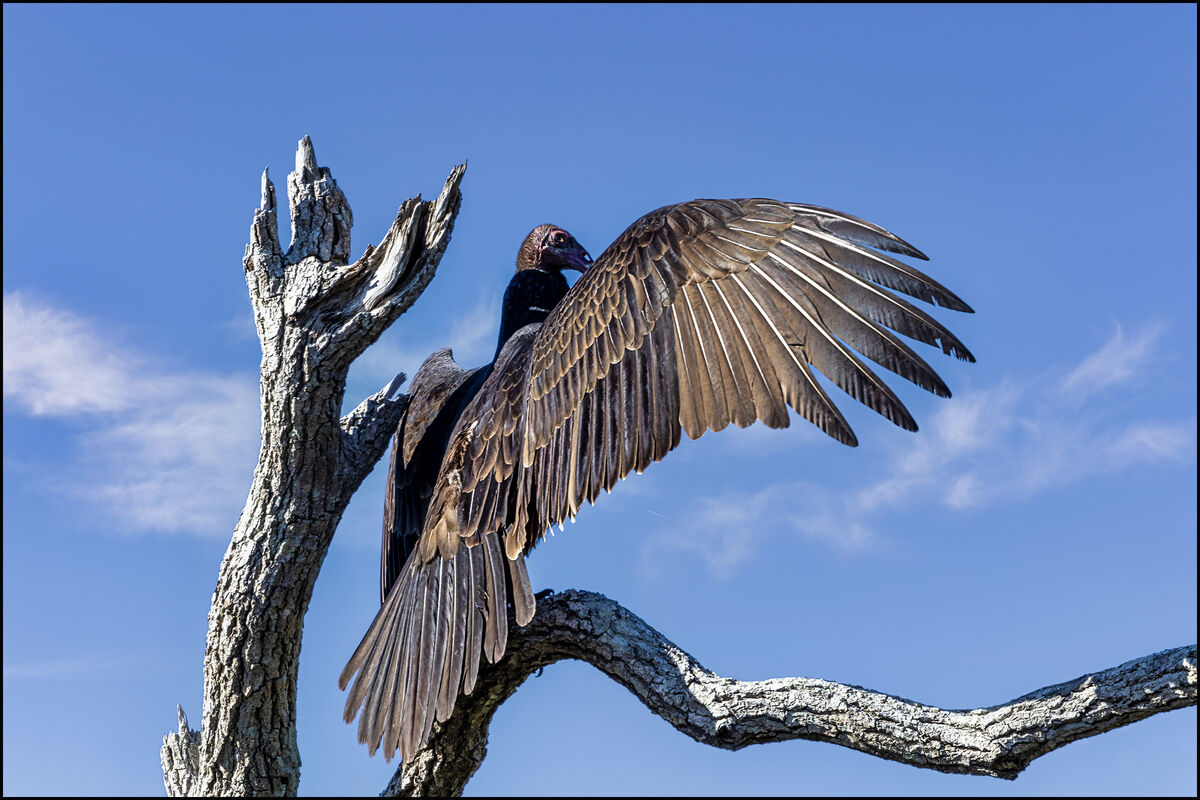 Vulture: Only rarely do I resist the opportunity to photograph vultures ...