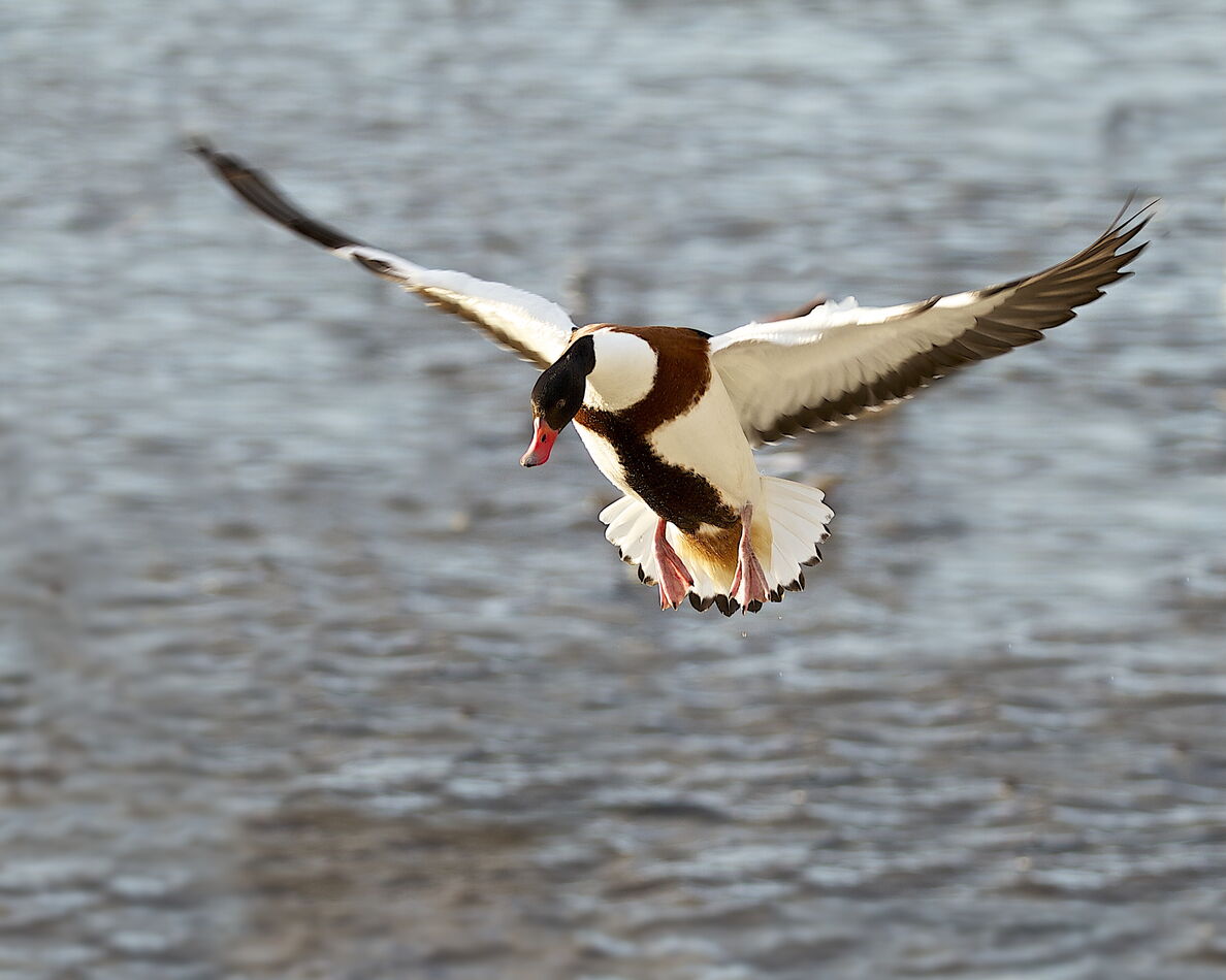 Shellduck: Shell Duck in Martin Mere, WWT, UK.
