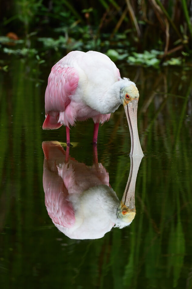 Roseate Reflection. Wakodahatchee Wetlands: Roseate Reflection ...