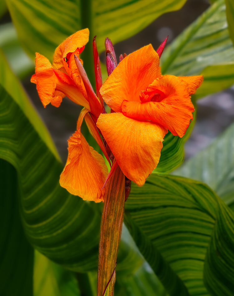 Riverwalk flowers - I: As I walked along the San Antonio Riverwalk, the ...