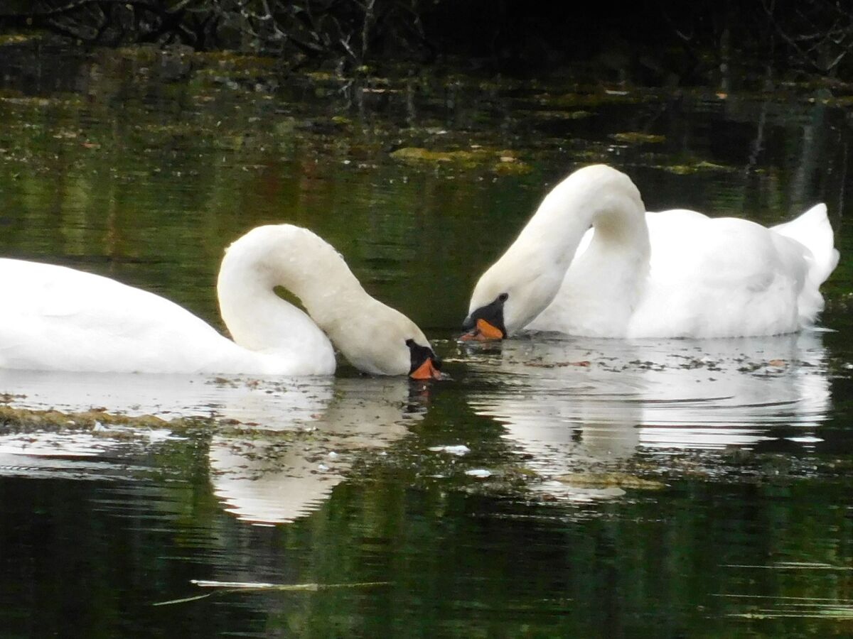 The Not-So-New Swan Family Update: I posted pictures of a mama swan ...