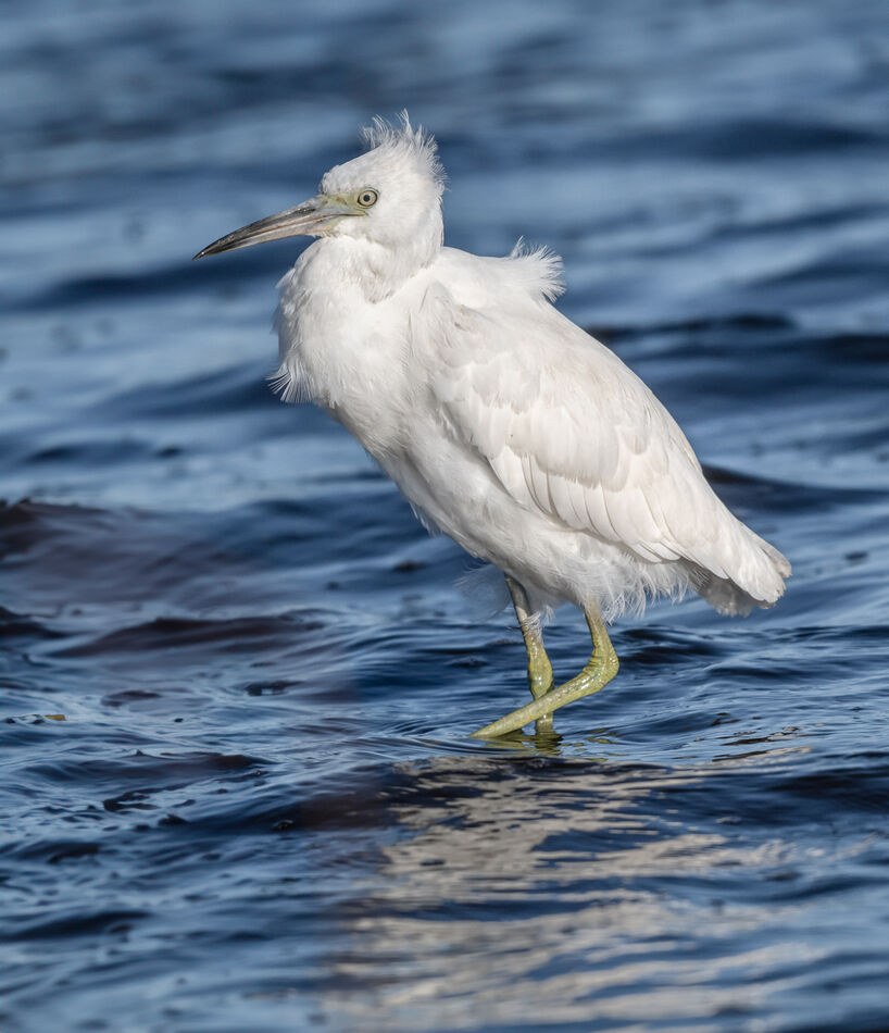 Immature Little Blue Heron: At this stage of their life cycle they can ...