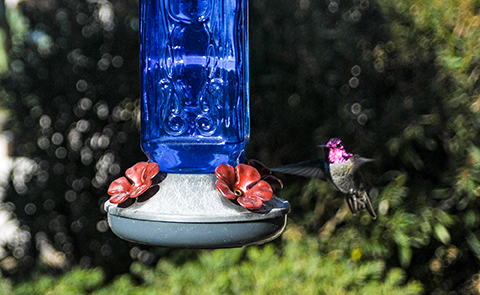Another Attempt With Motion Detector: I only captured one Hummingbird ...