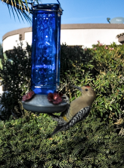 Another Attempt With Motion Detector: I only captured one Hummingbird ...