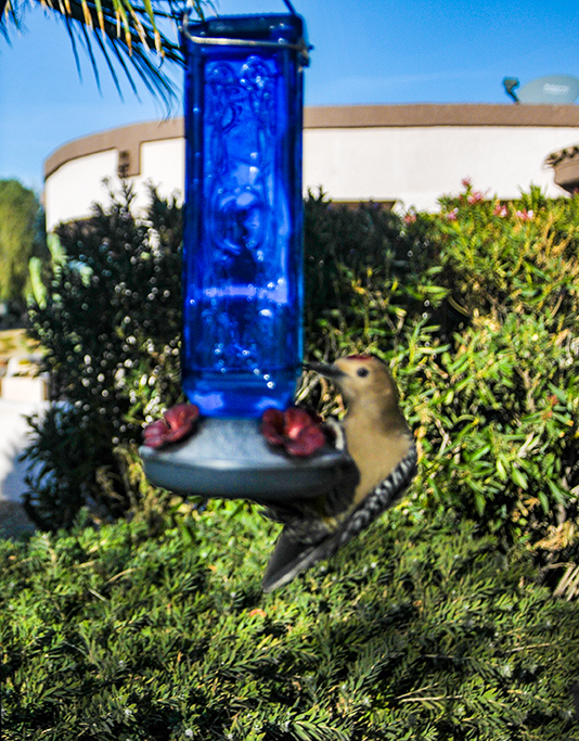 Another Attempt With Motion Detector: I only captured one Hummingbird ...