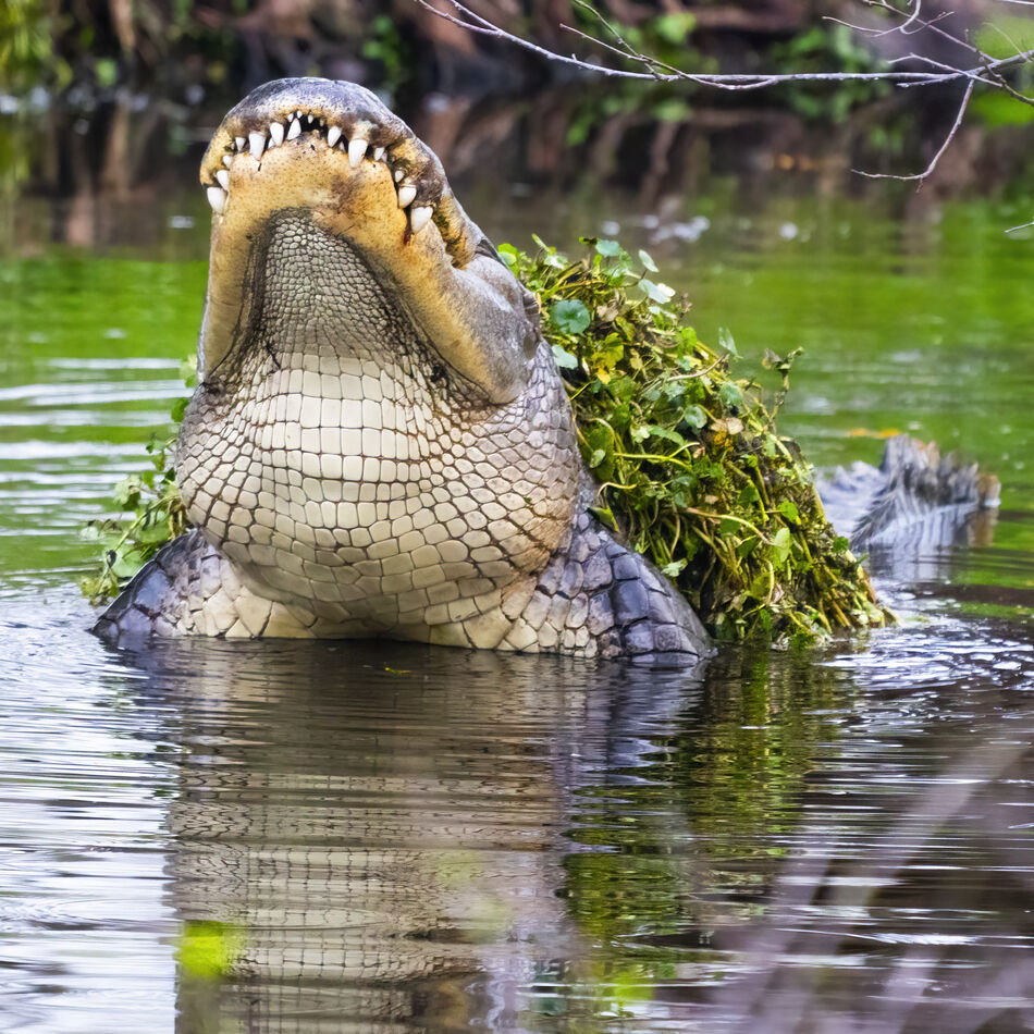 George says Merry Christmas: This is George, he is the top predator at ...