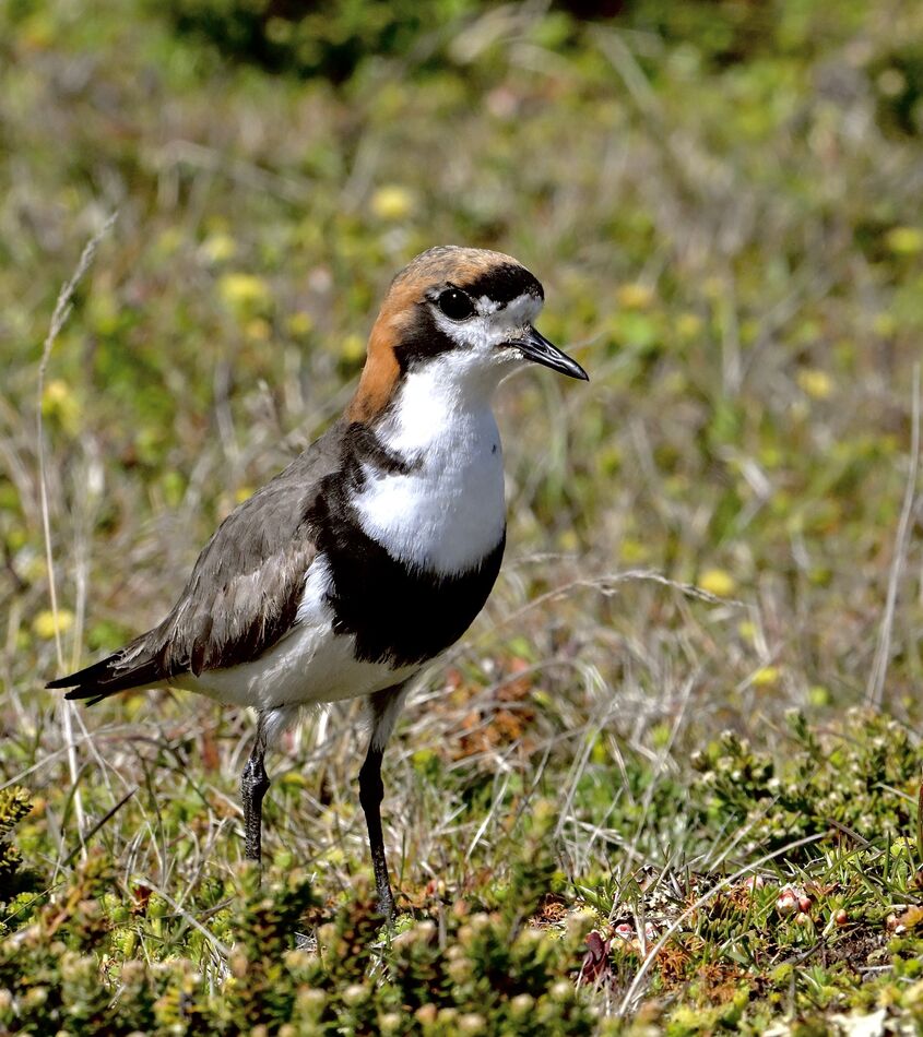 Falklands - Second Island - Pebble - Day 2: Our second and last day on ...