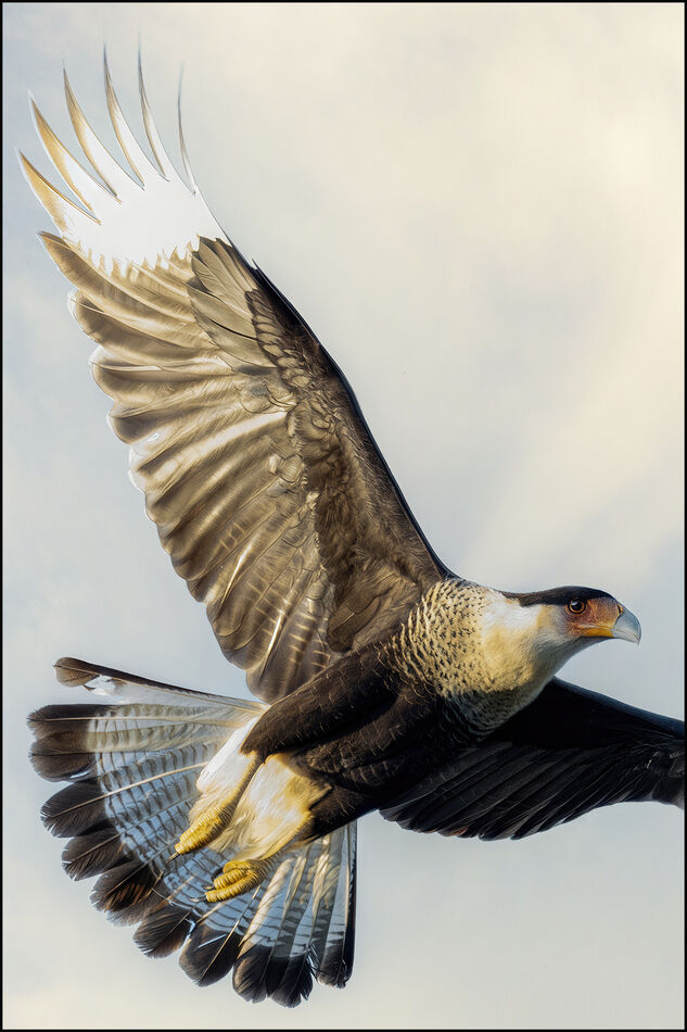Caracara Redefined: The first image was reprocessed using Topaz ...