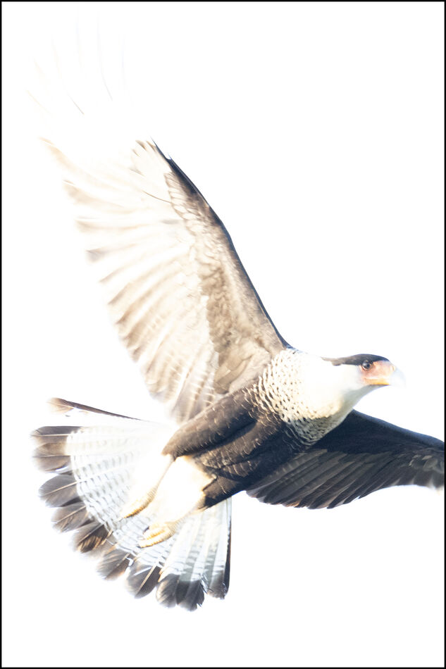 Caracara Redefined: The first image was reprocessed using Topaz ...