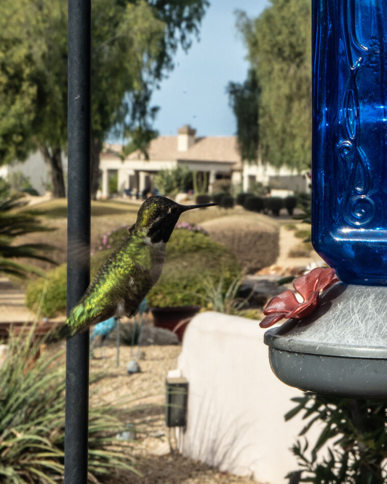 Hummingbirds and Gila Woodpecker: Shot with my D800e on Sutter Priority ...