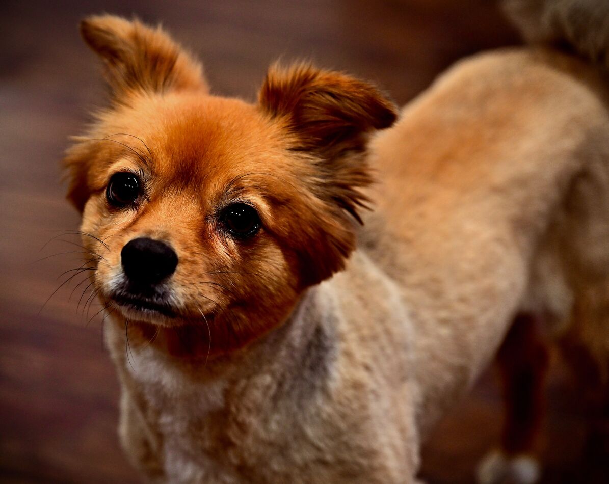 Clary with attitude: Clary is normally a puffy haired little fox like ...