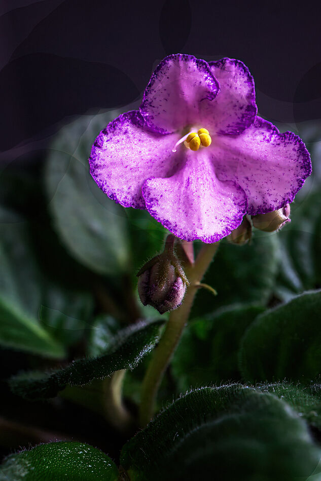 A new one: Today my African Violet has sent up a new flower, as has my ...