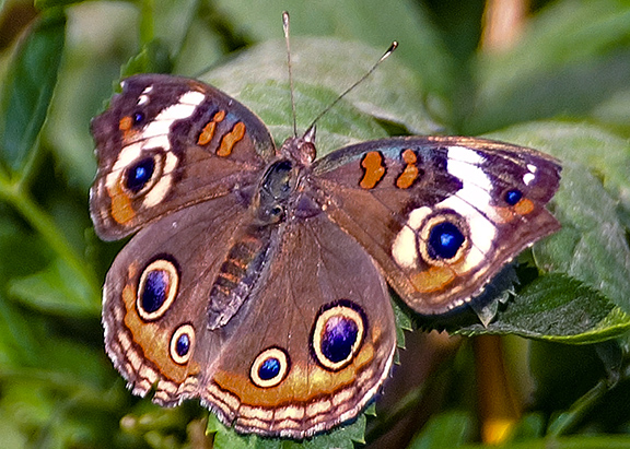 Fun Shot Assortment: Butterfly, Hole In The Wall, Cactus Rose and ...