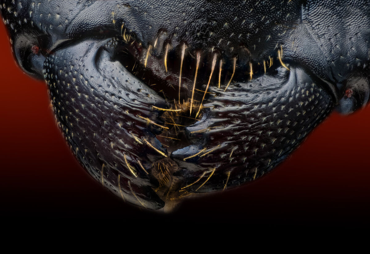 Mandibles: This is a focused stacked image of the mandibles of a black ...