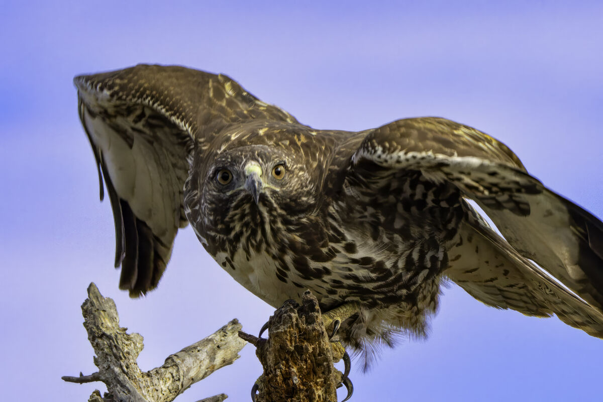 Another Bike ride...Another HAwk: Got out by the Bay peddling through the hills near the ...
