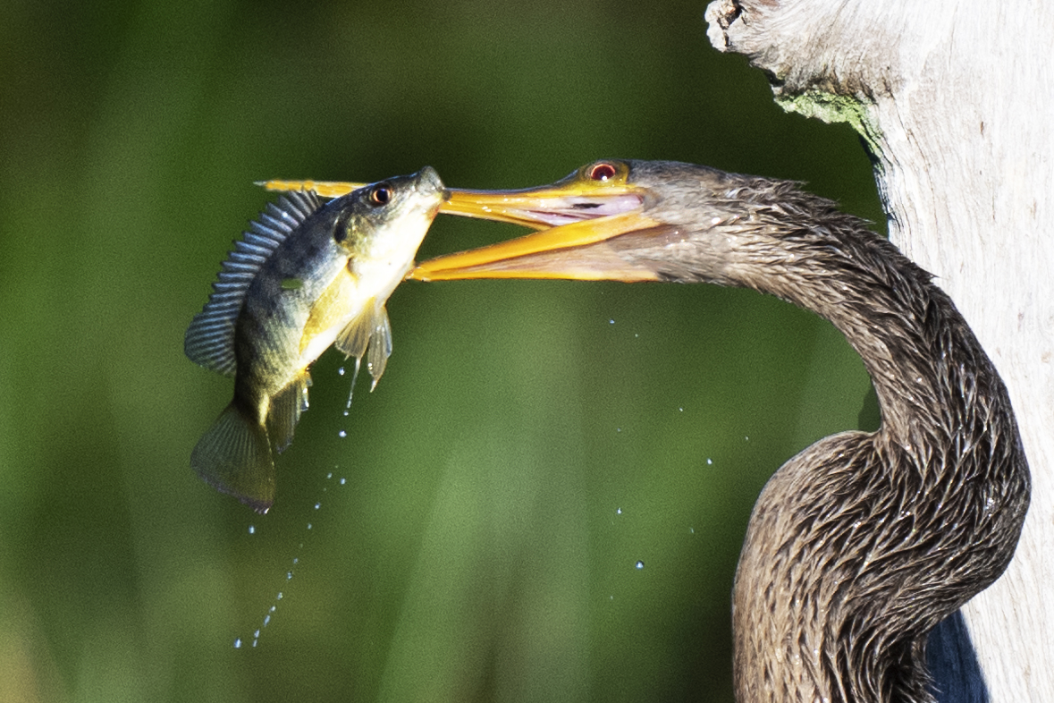 Speared at Wakodahatchee: Anhinga with fish, Wakodahatchee Wetlands ...
