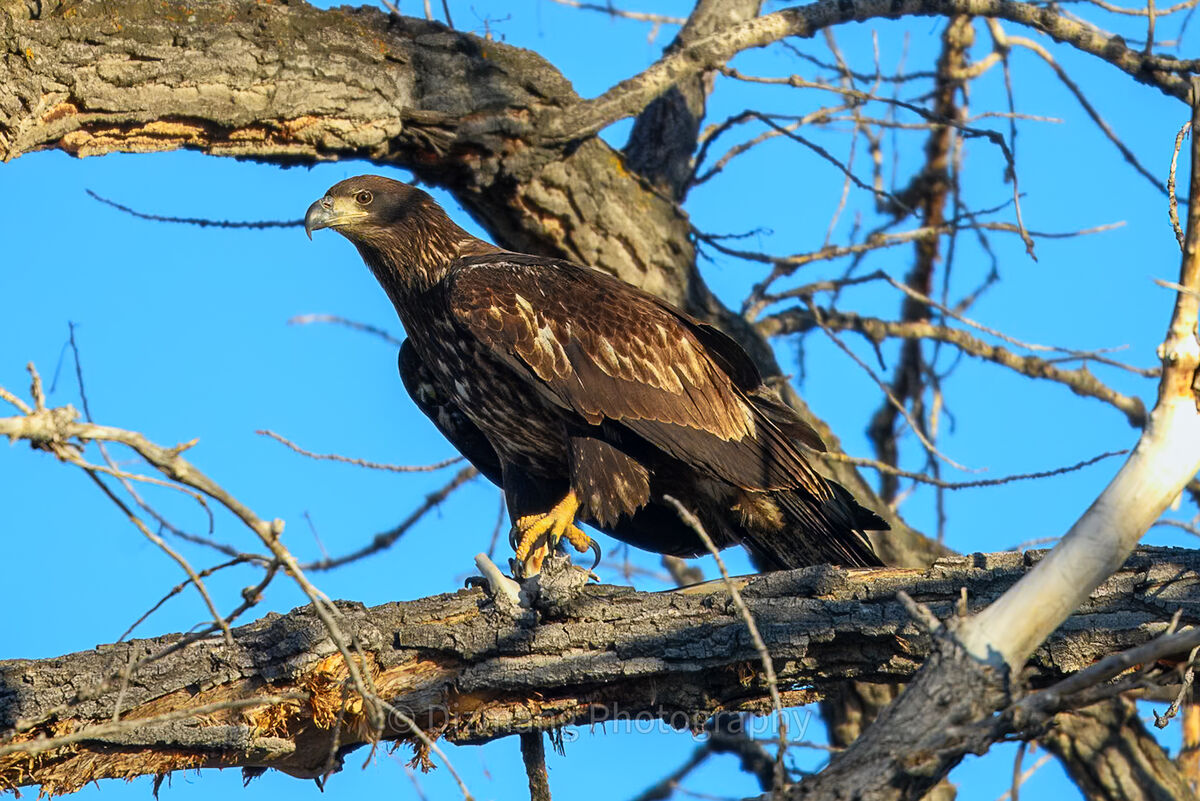 Tack sharp Wildlife images: Wildlife photographers, I want to know all ...