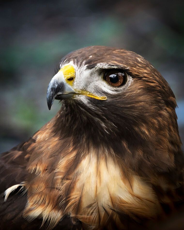 Closeup of Red-tailed Hawk: I love the piercing eye on this one!