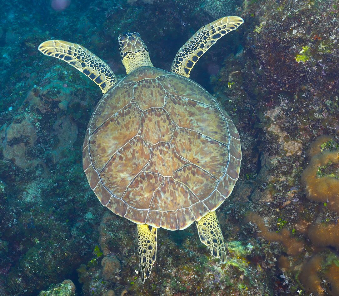 Green sea turtle: My favorite capture of a Green sea turtle while 40ft ...
