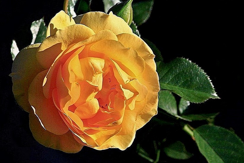 "Rosa foetida Herrm. Austrian copper rose.": Lens: Canon EF-S 55-250mm ...