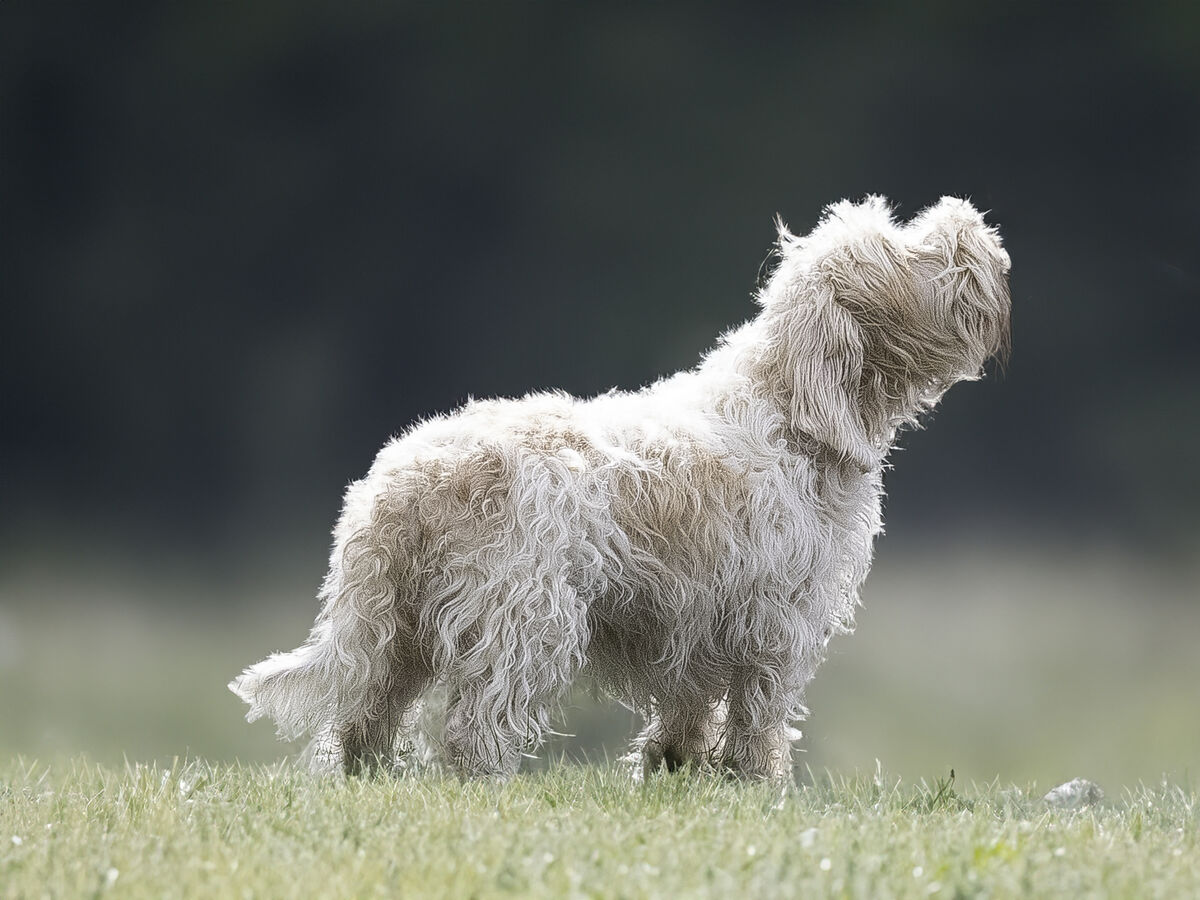 My PBGV: Full disclosure, this is actually my wife's PBGV (Petit Basset ...
