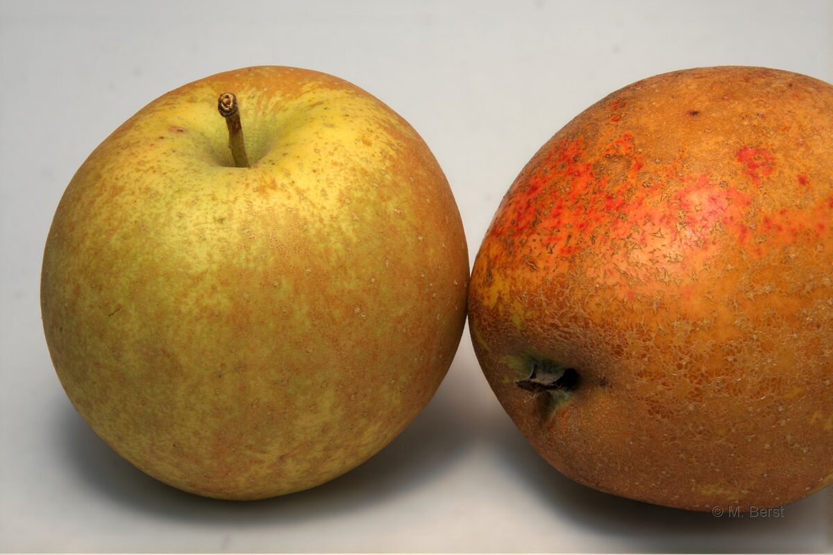 Historic Apple Varieties IV: 1. Freyberg New Zealand apple breeder ...