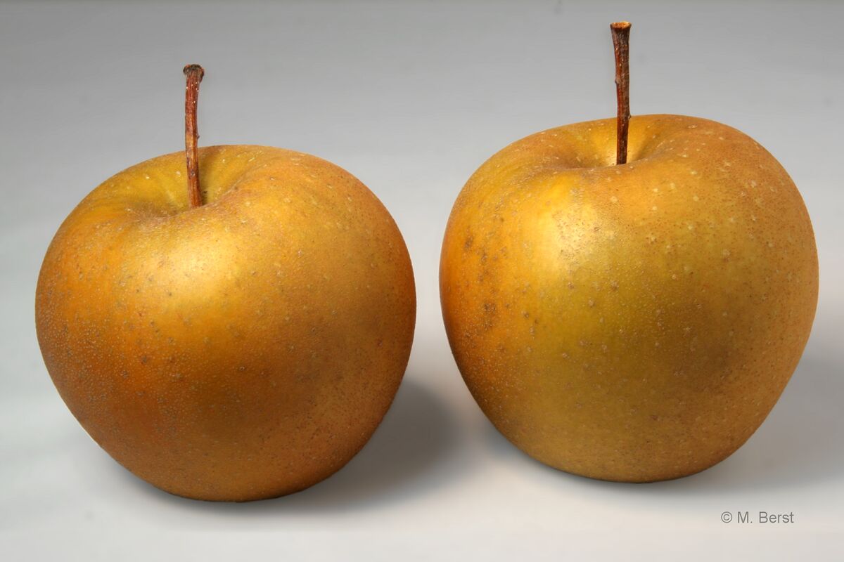 Historic Apple Varieties IV: 1. Freyberg New Zealand apple breeder ...