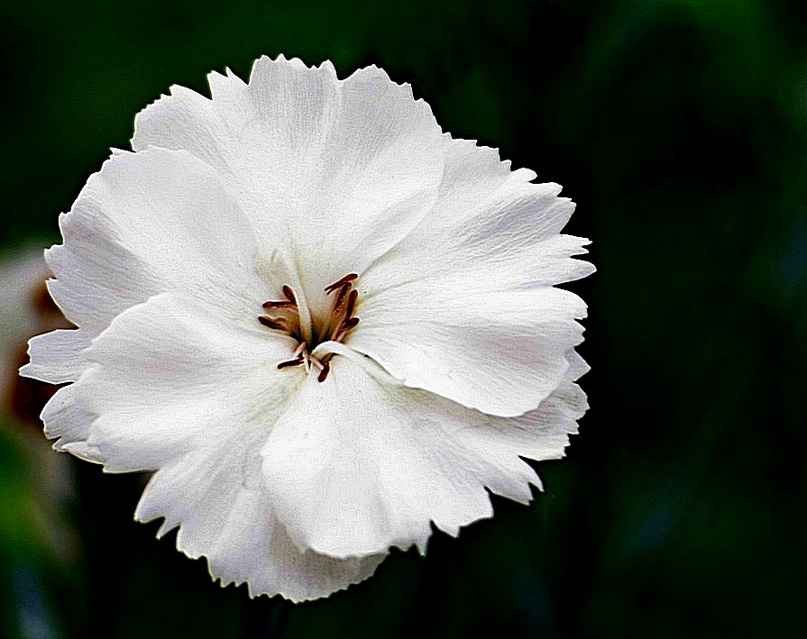 "Dianthus caryophyllus L. Carnation.": Lens: SMC Takumar F 70-200mm ...