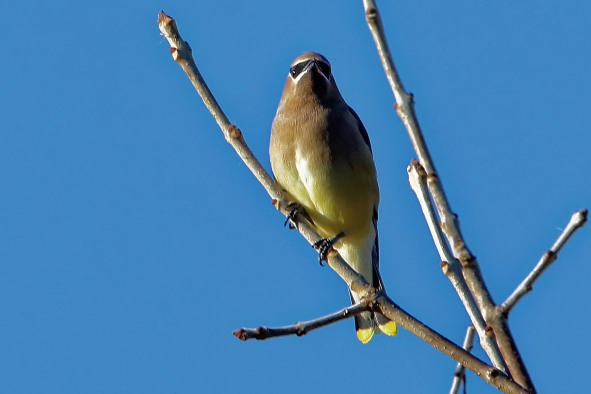 belle isle wildlife.detriot,mich: cedar waxwing.rusty blackbird.blue ...